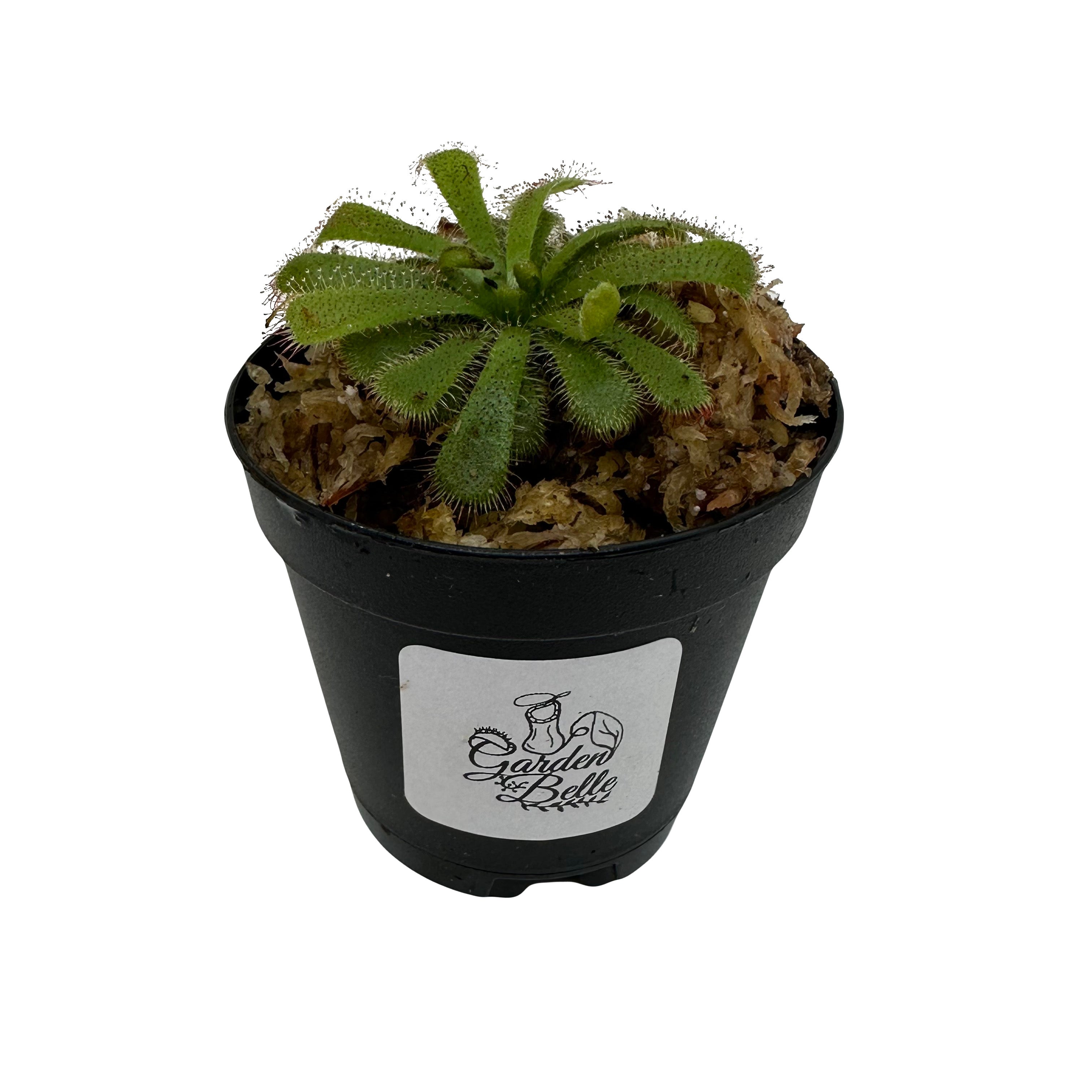 Alice Sundew (Drosera Aliciae) – The Garden Belle