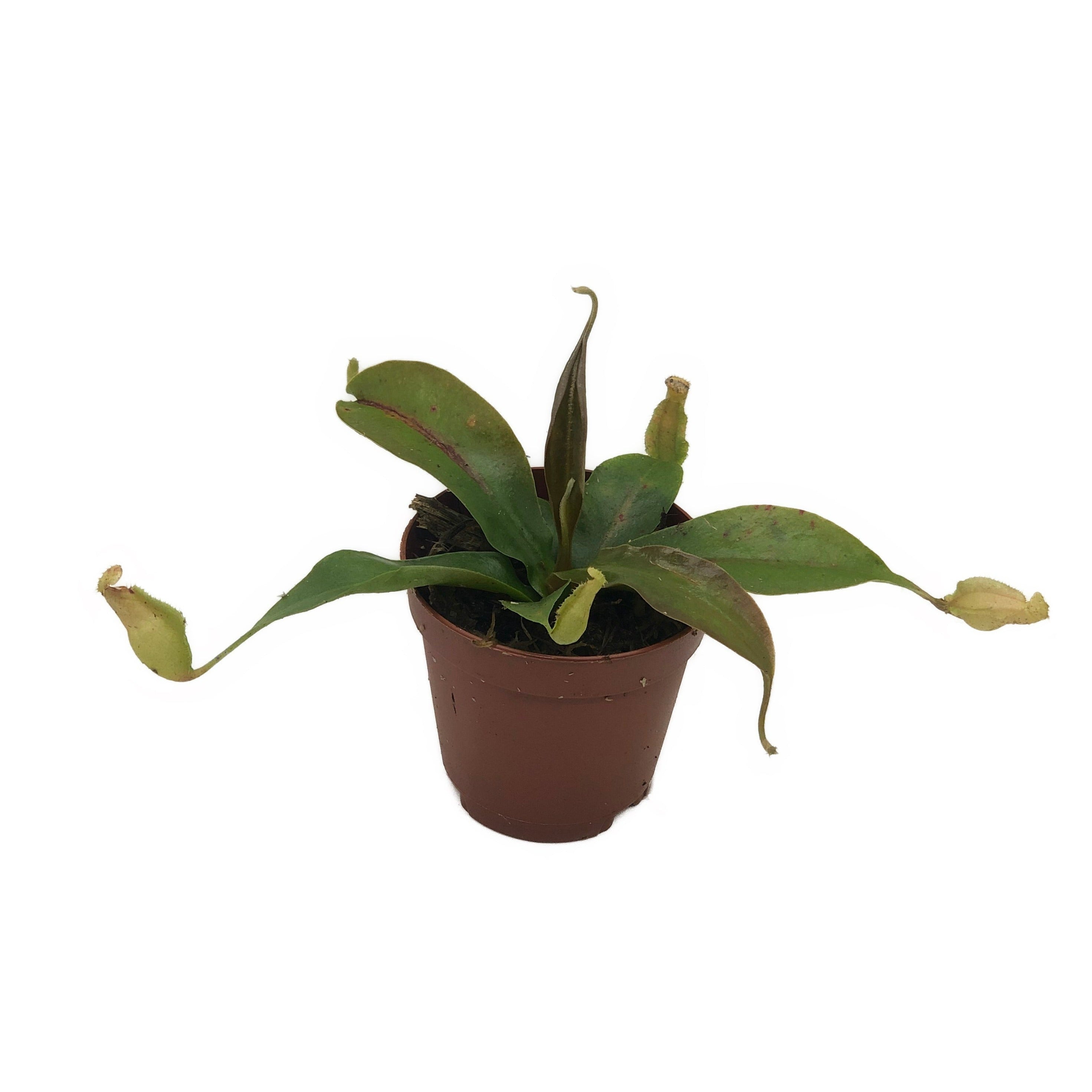 Live Nepenthes 'Suki’ – The Garden Belle