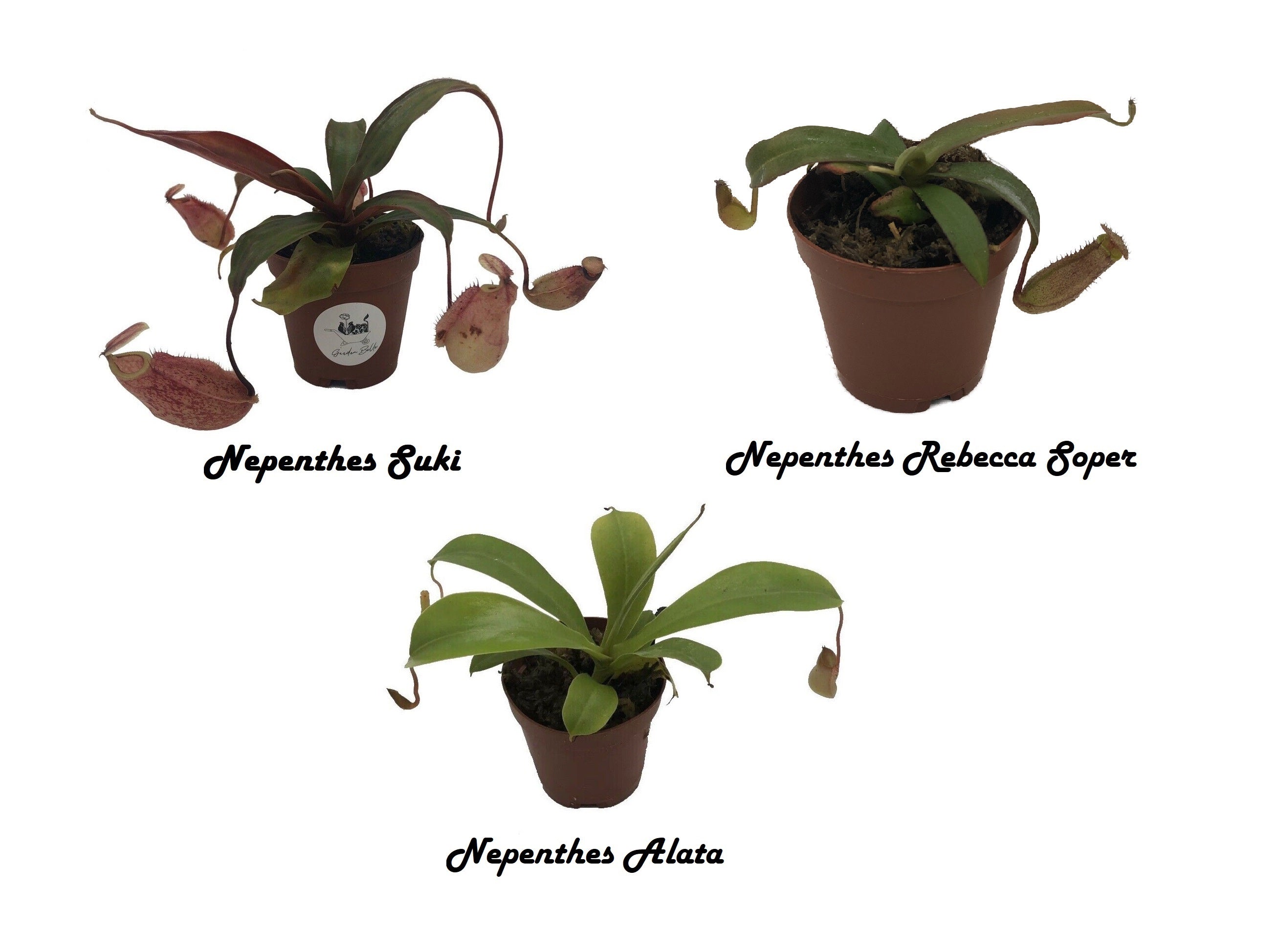 3 Nepenthes - Suki, Rebecca Soper, Alata – The Garden Belle