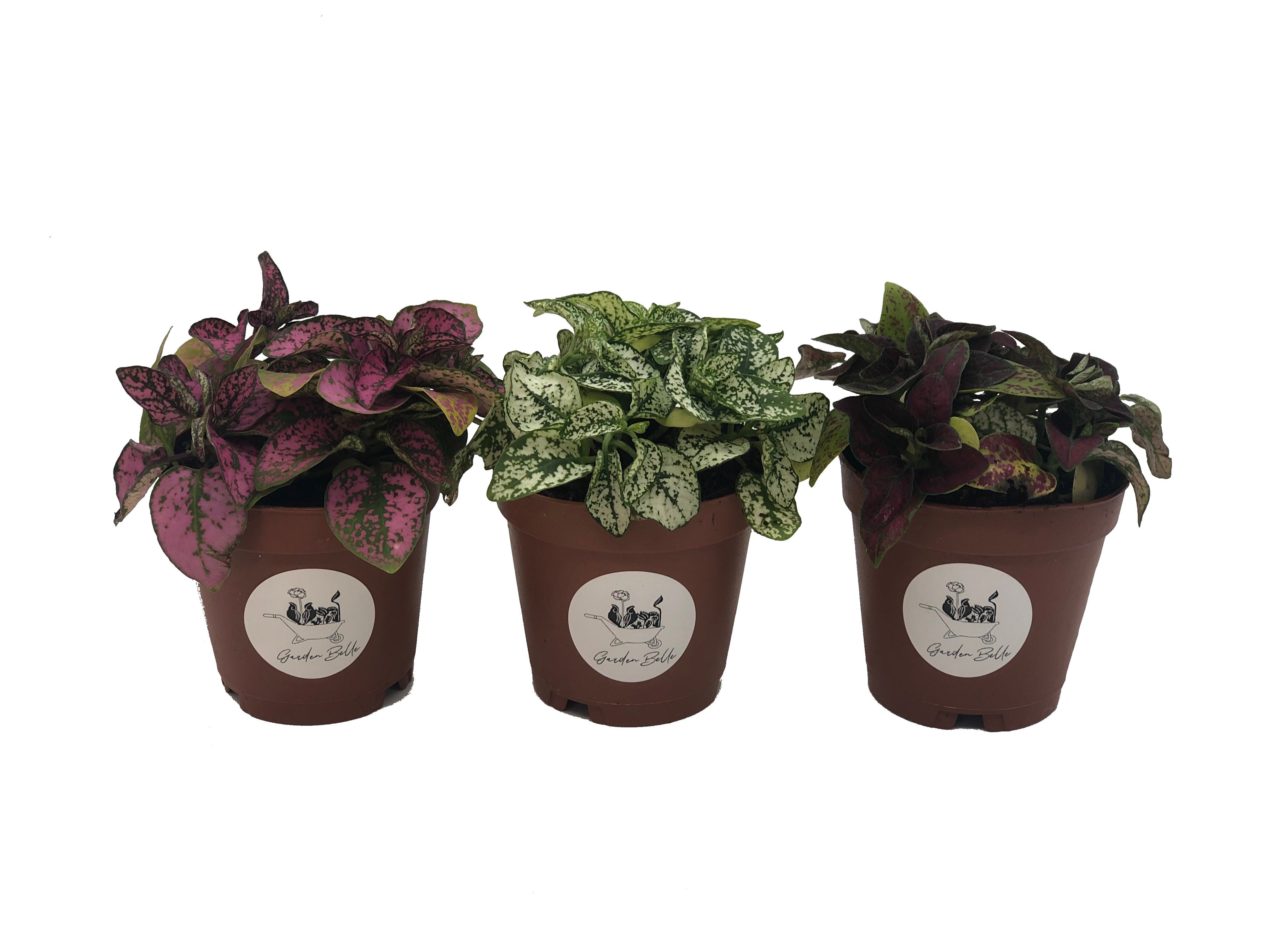 Live Hypoestes Polka Dot Plant Mix 3 Different Colors In 2” Full Pots ...